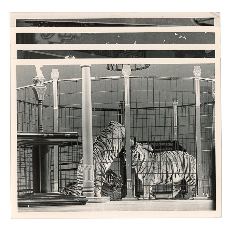 Doug Henning Tiger Photographs - Quicker than the Eye